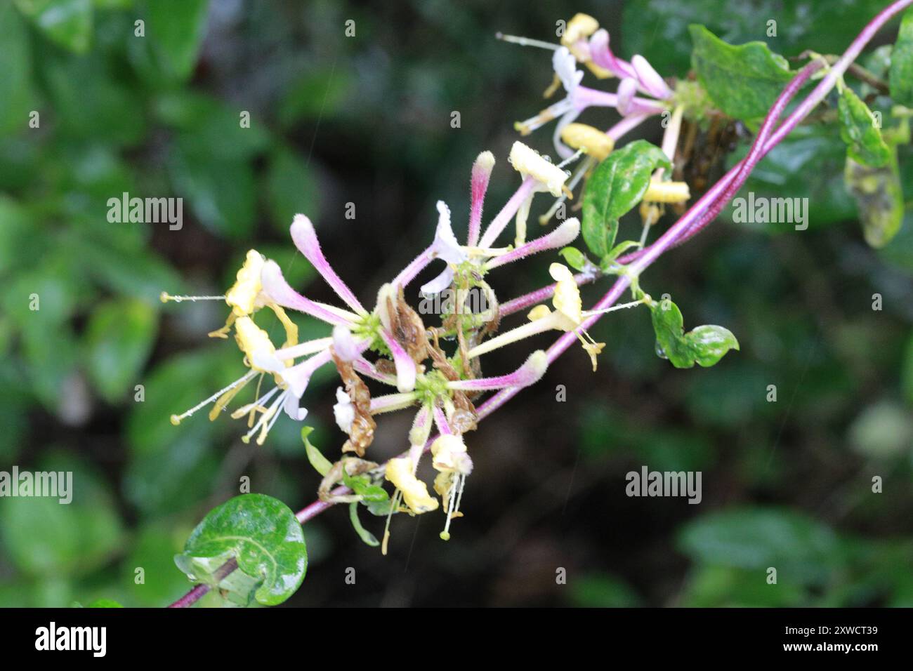 Common Honeysuckle (Lonicera periclymenum) Plantae Stock Photo - Alamy