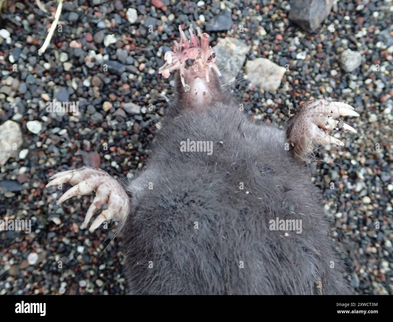 Star-nosed Mole (Condylura cristata) Mammalia Stock Photo - Alamy