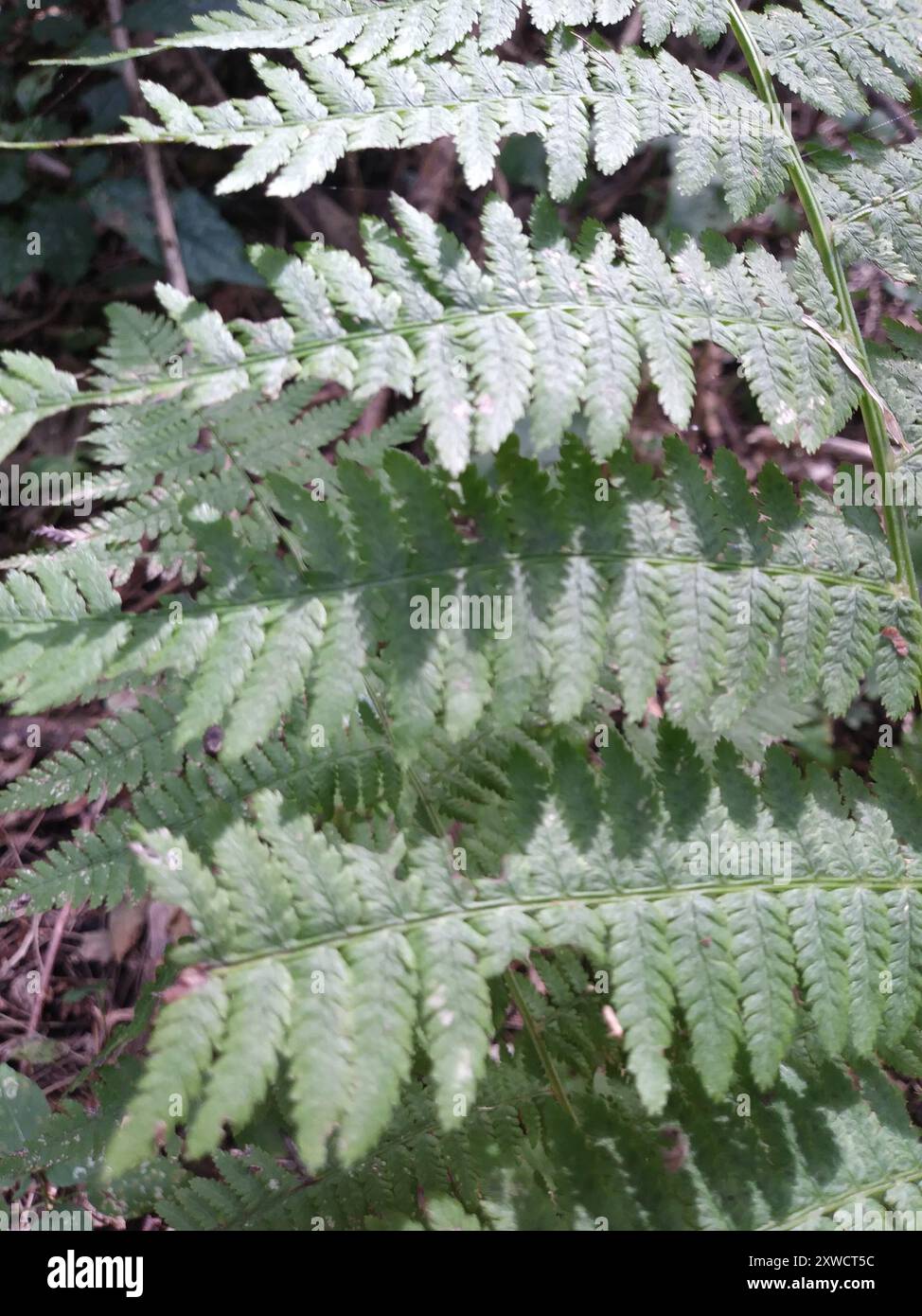 lady ferns (Athyrium) Plantae Stock Photo - Alamy