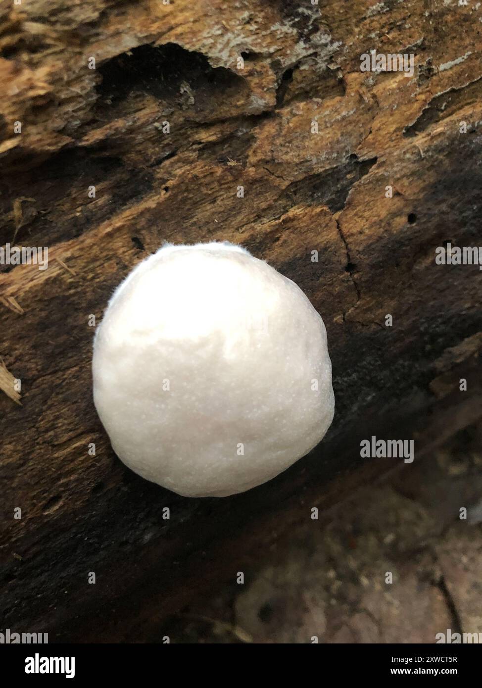 False Puffball (Reticularia lycoperdon) Protozoa Stock Photo - Alamy
