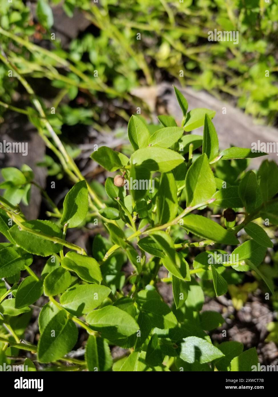 common bilberry (Vaccinium myrtillus) Plantae Stock Photo - Alamy