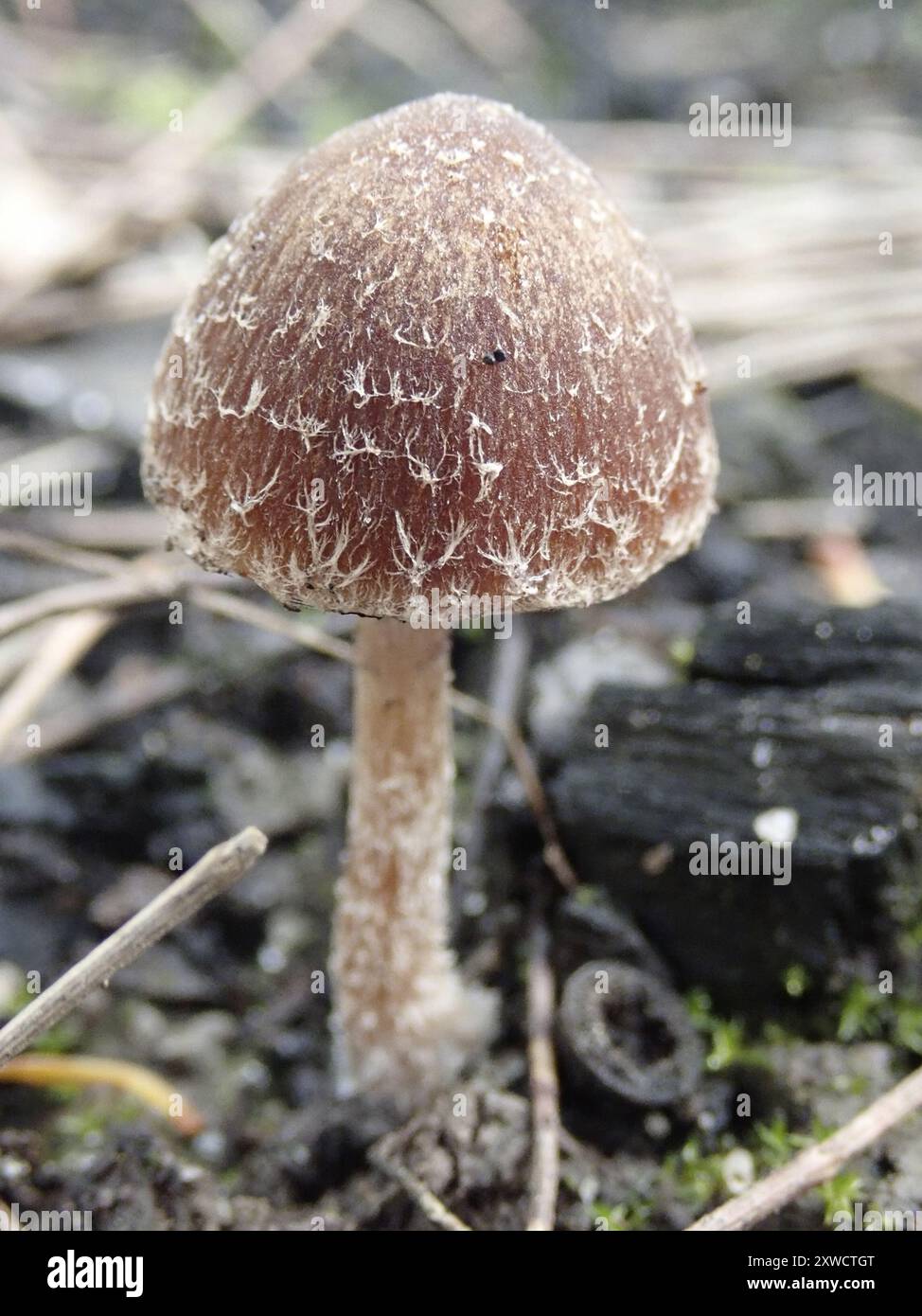 (Psathyrella pennata) Fungi Stock Photo - Alamy