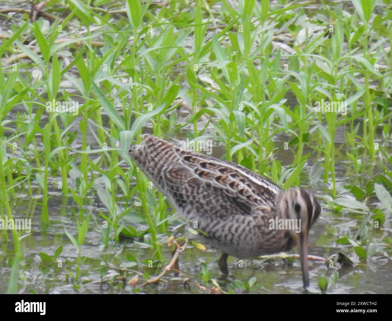 Pin tailed snipe hi-res stock photography and images - Alamy