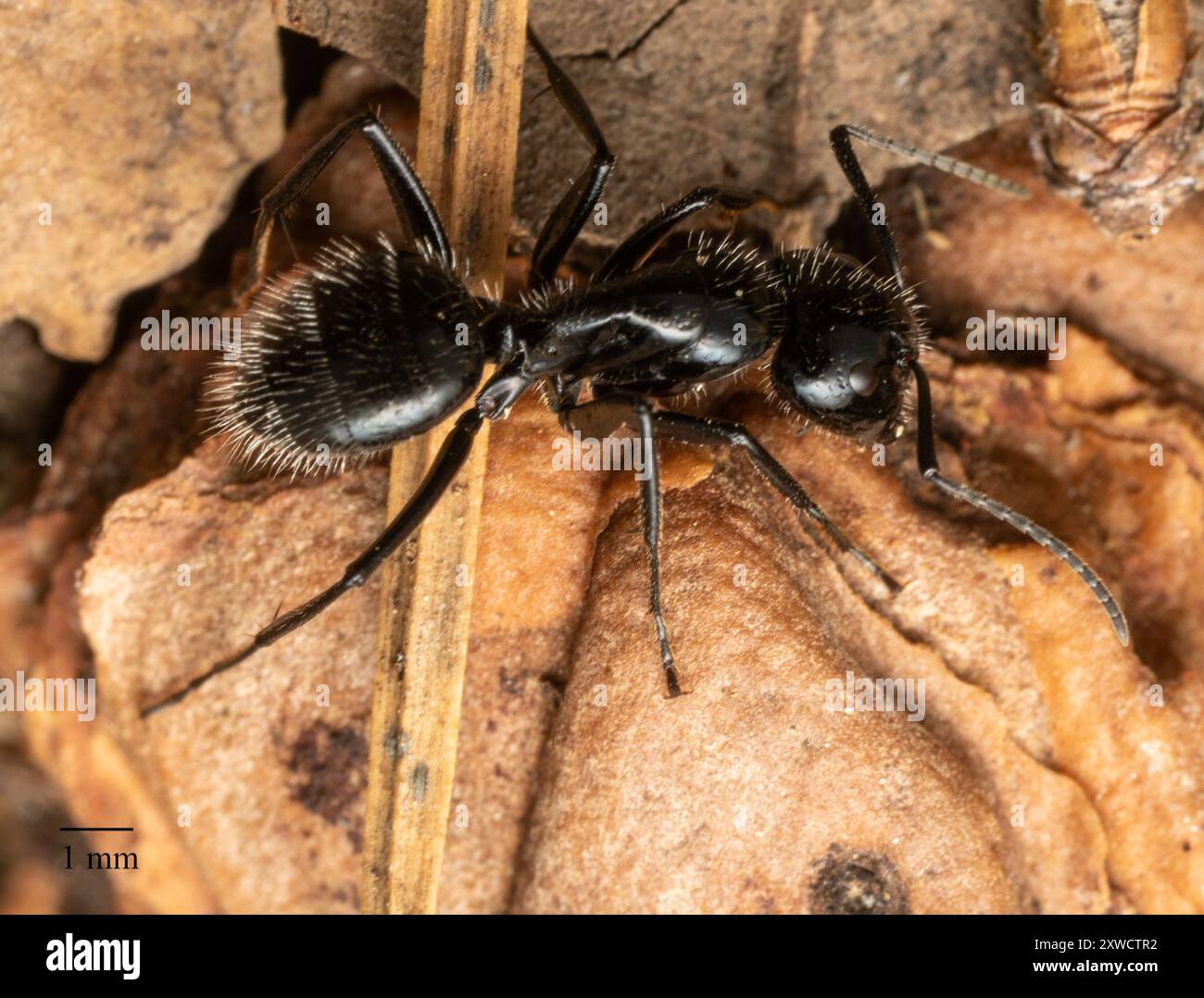 Hairy Smooth Carpenter Ant (Camponotus laevissimus) Insecta Stock Photo ...