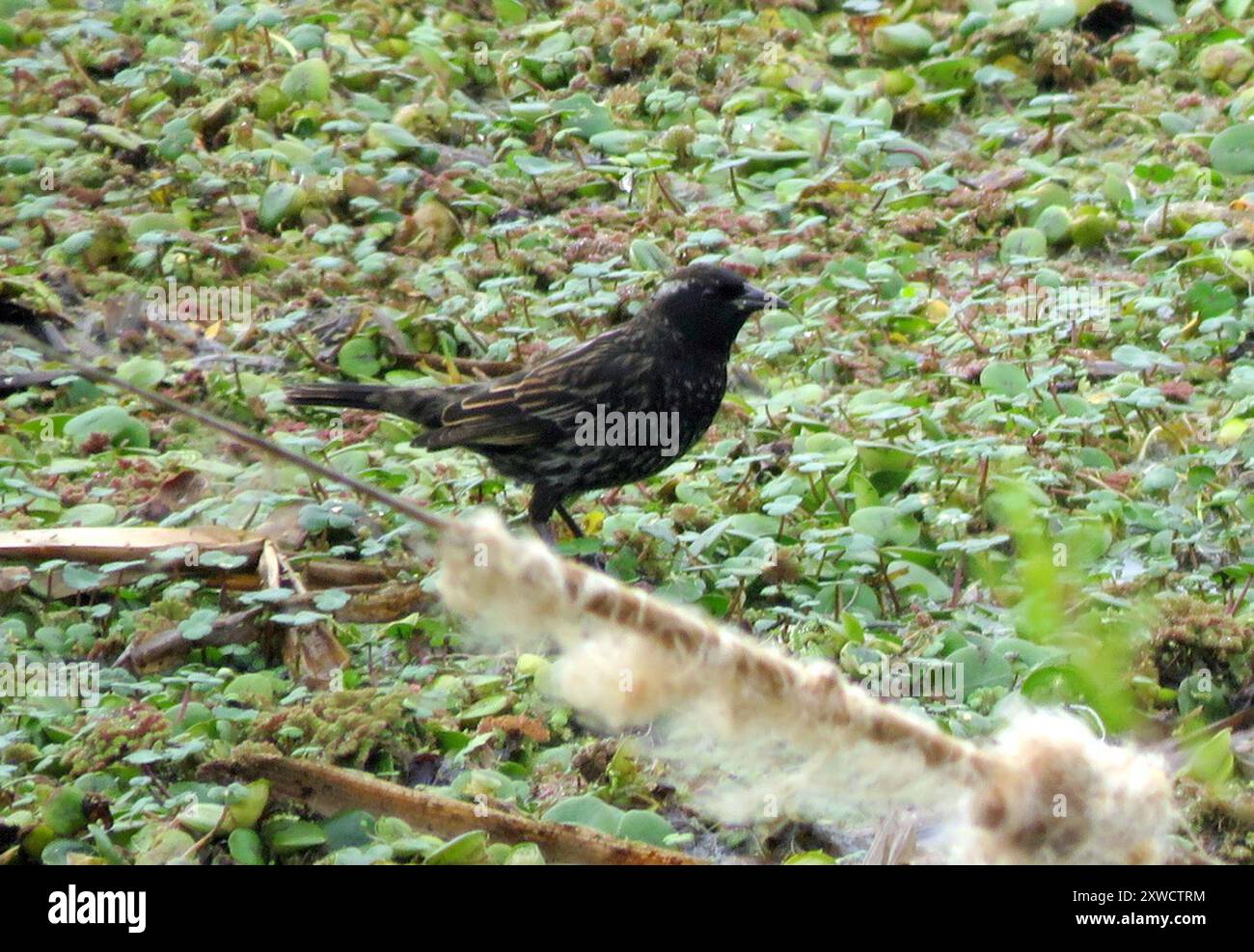 Yellow-winged Blackbird (Agelasticus thilius) Aves Stock Photo - Alamy