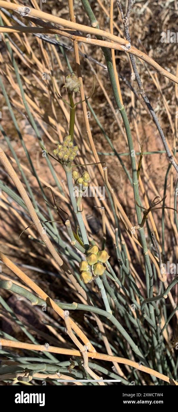 Asclepias subulata hi-res stock photography and images - Alamy
