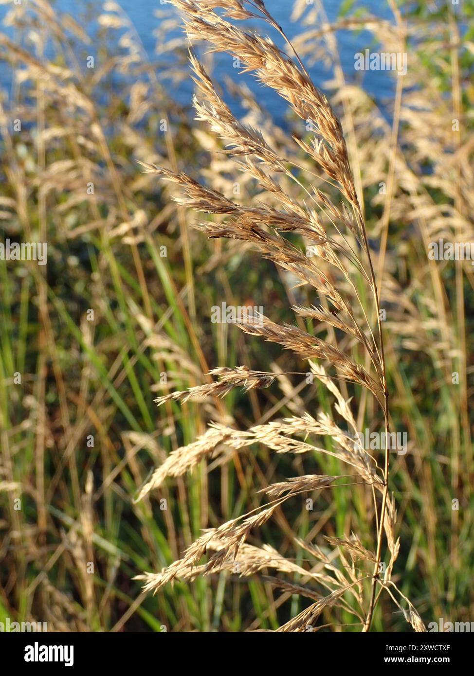 canadian bluejoint (Calamagrostis canadensis) Plantae Stock Photo - Alamy