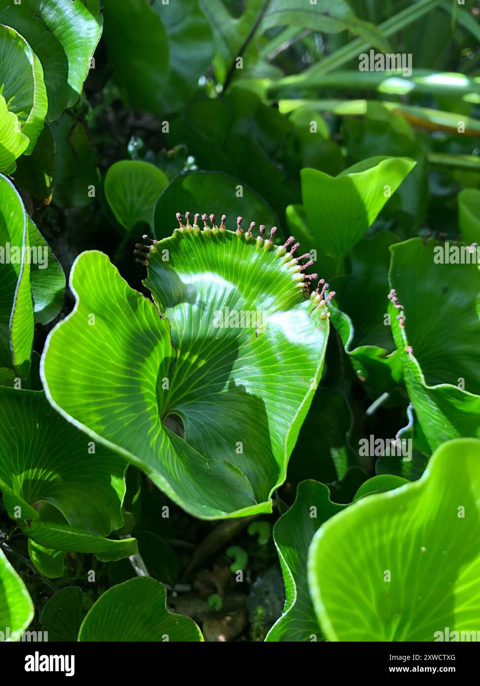 Kidney fern hi-res stock photography and images - Alamy
