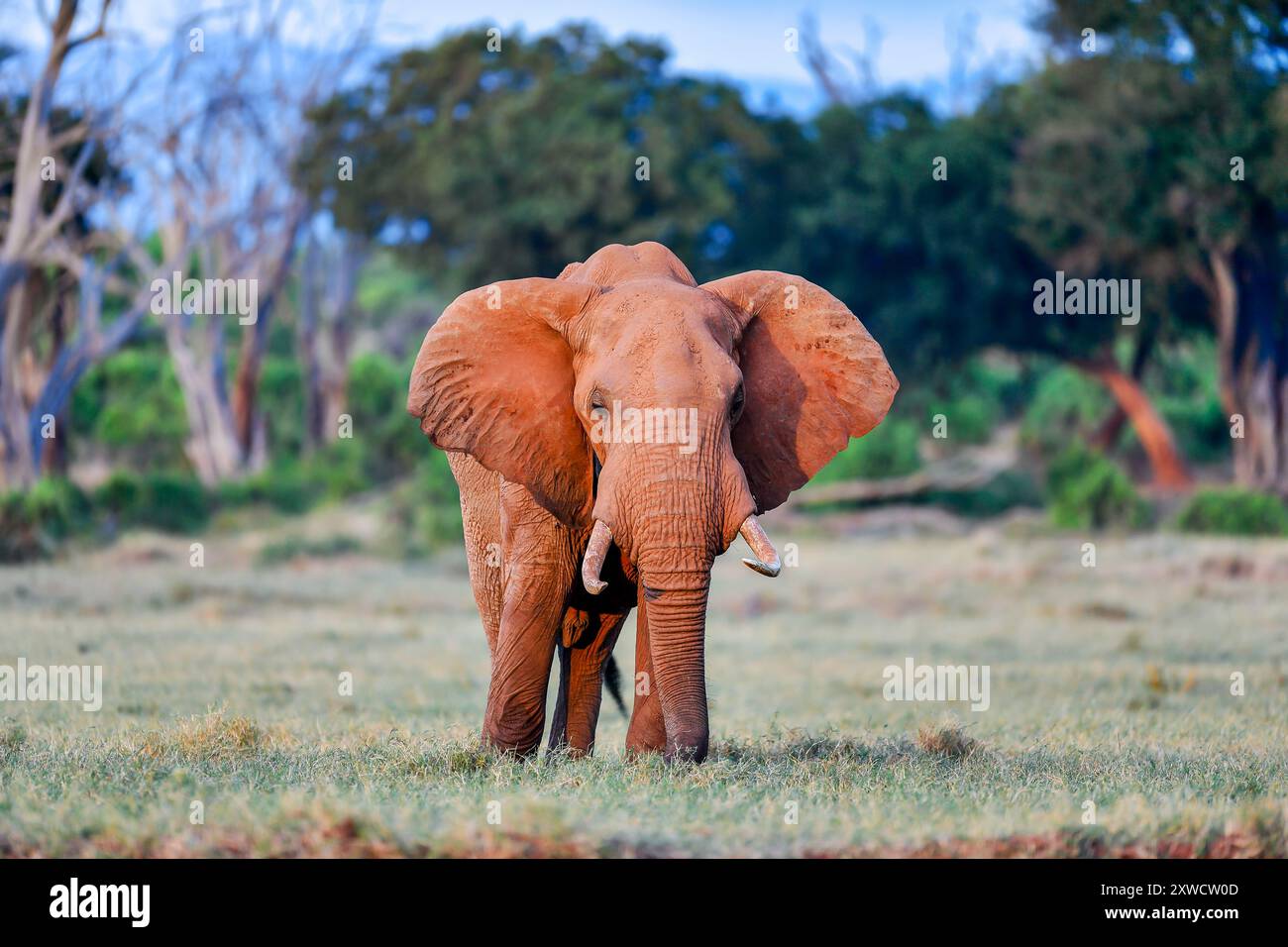 big Elephant in the savannah of Africa Stock Photo - Alamy