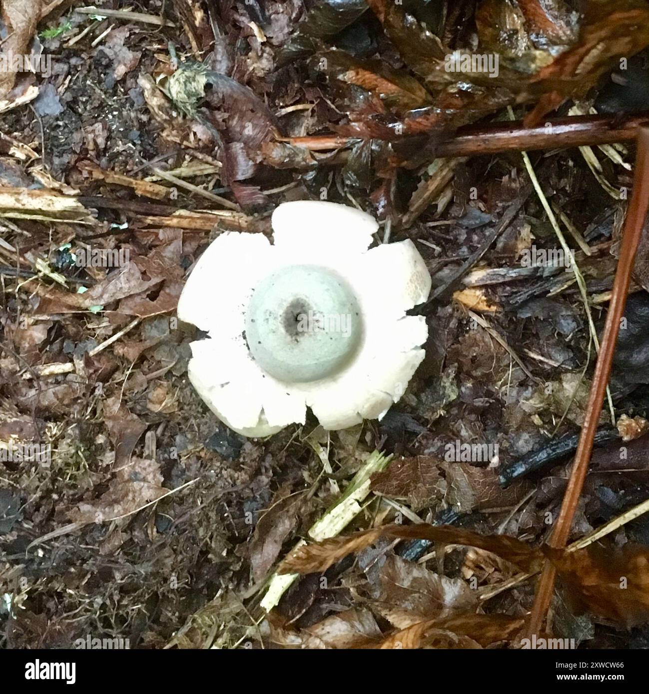 Rounded earthstar hi-res stock photography and images - Alamy