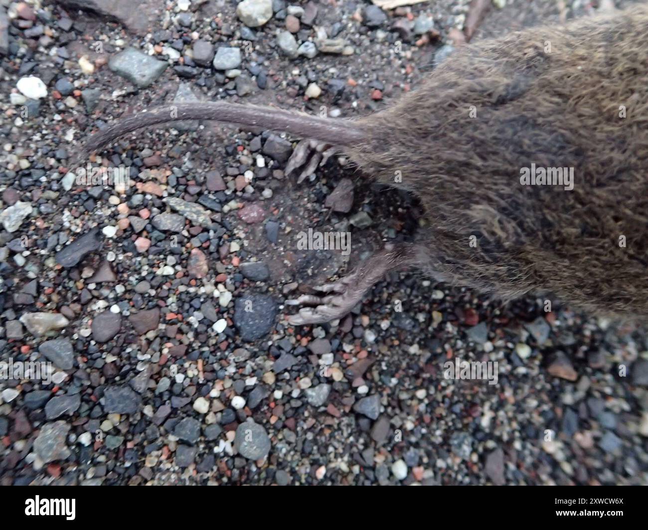 Voles, Lemmings, and Muskrats (Arvicolinae) Mammalia Stock Photo - Alamy