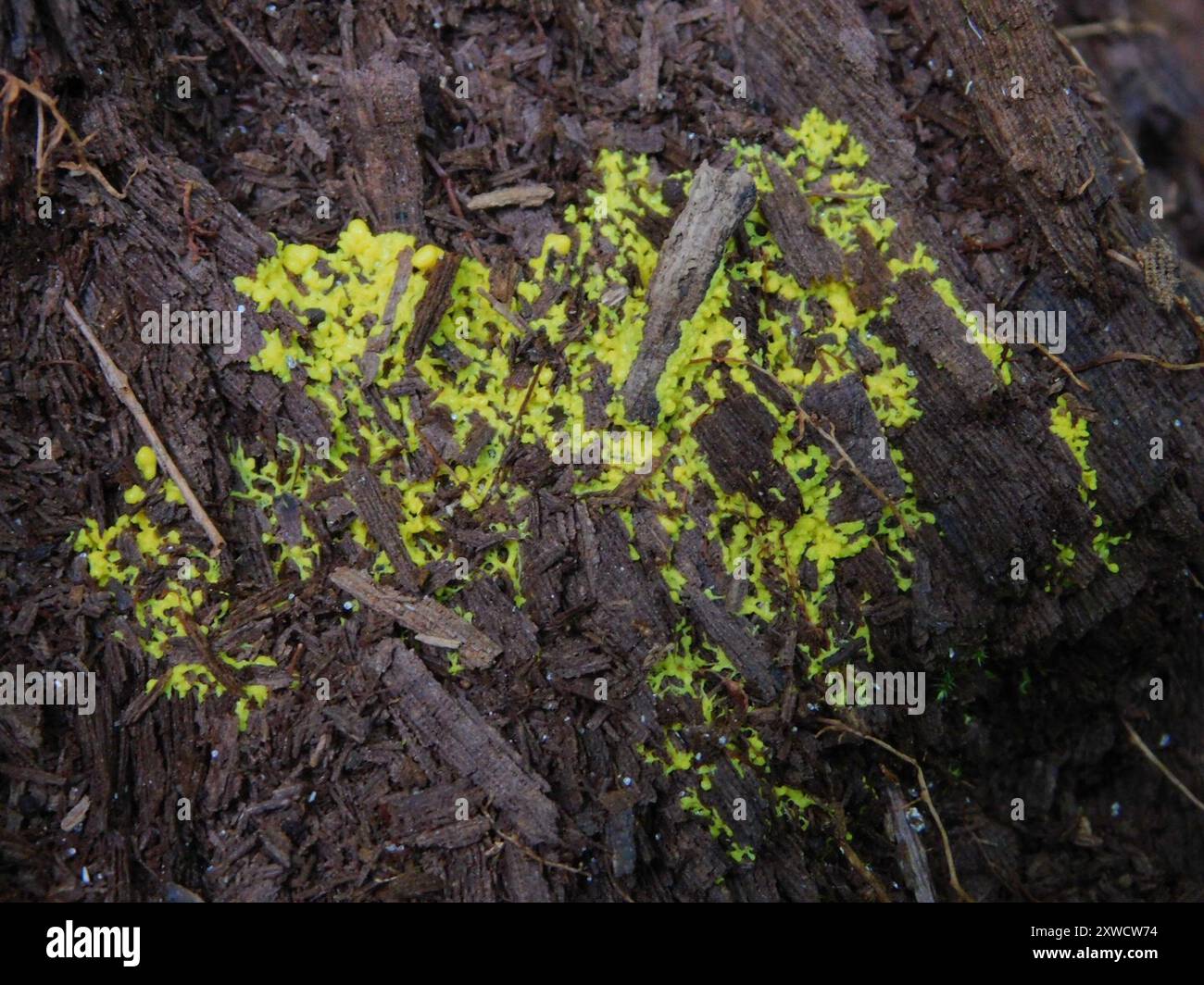 slime molds (Mycetozoa) Protozoa Stock Photo - Alamy