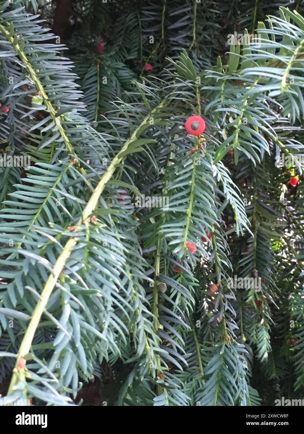 common yew (Taxus baccata) Plantae Stock Photo - Alamy