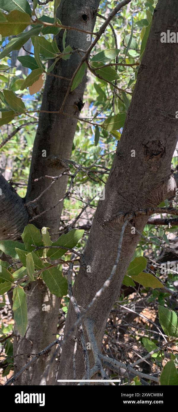 Emory oak (Quercus emoryi) Plantae Stock Photo - Alamy