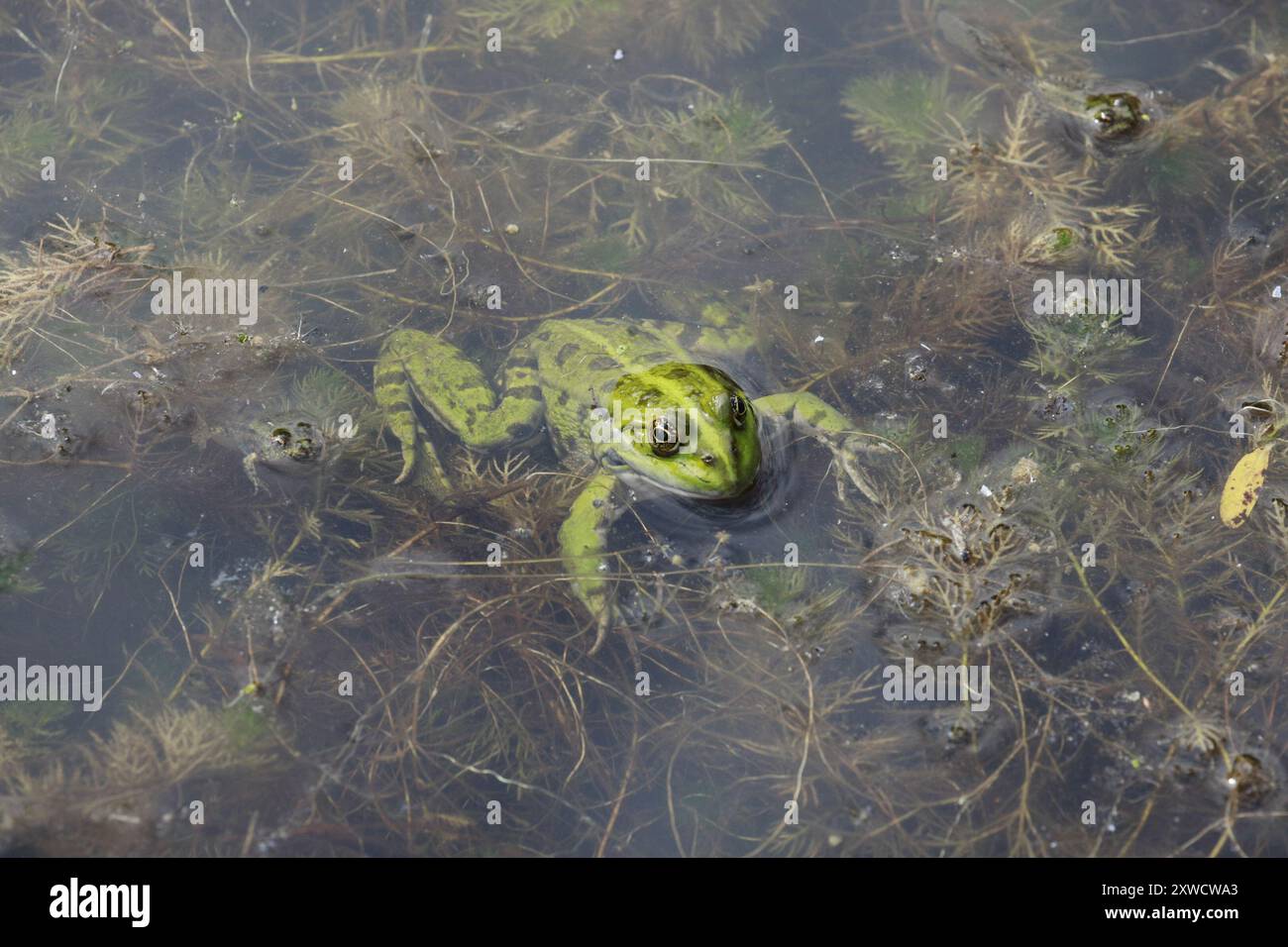 Pool Frog (Pelophylax lessonae lessonae) Amphibia Stock Photo - Alamy