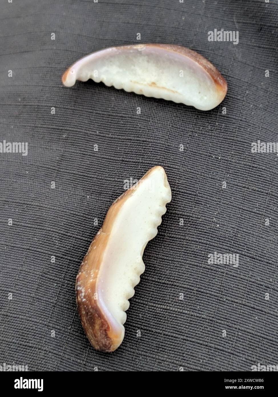 Snakehead Cowrie (Monetaria caputserpentis) Mollusca Stock Photo - Alamy