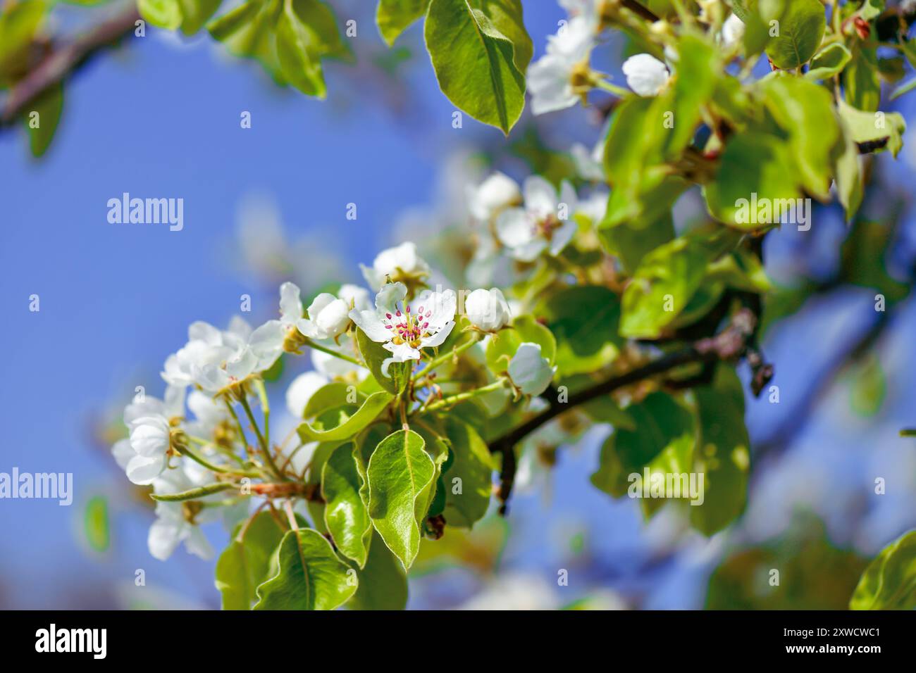 Cider apple blossoming in hi-res stock photography and images - Alamy