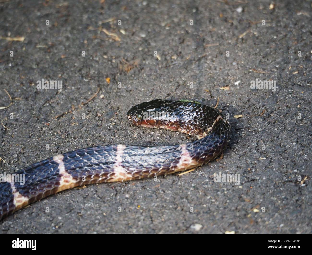 Many-banded Krait (Bungarus multicinctus) Reptilia Stock Photo - Alamy