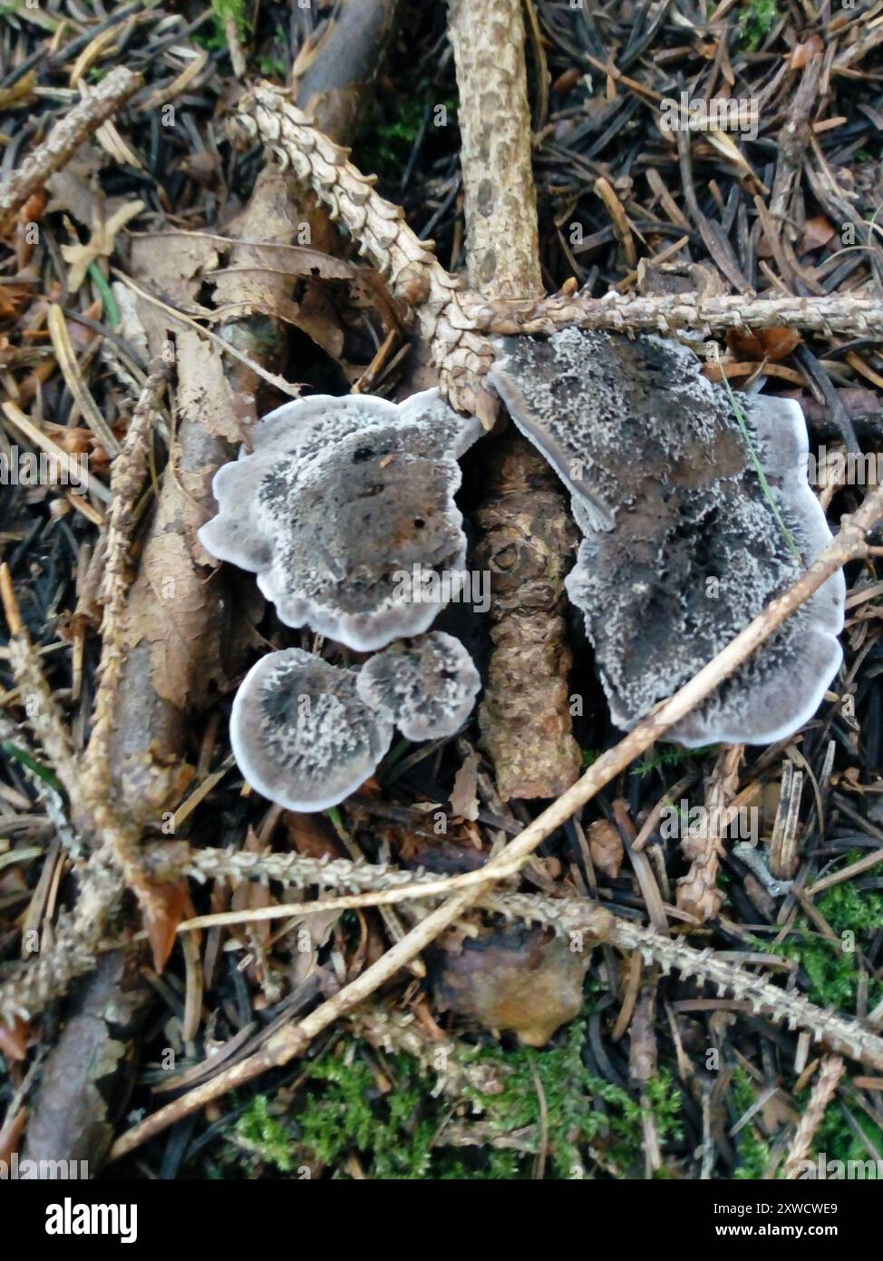 Phellodon niger hi-res stock photography and images - Alamy