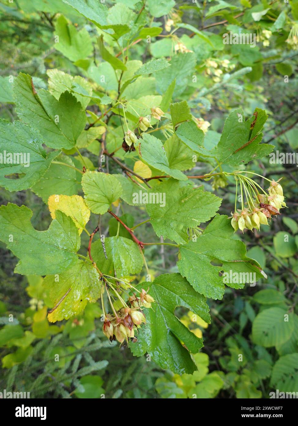 common ninebark (Physocarpus opulifolius) Plantae Stock Photo - Alamy
