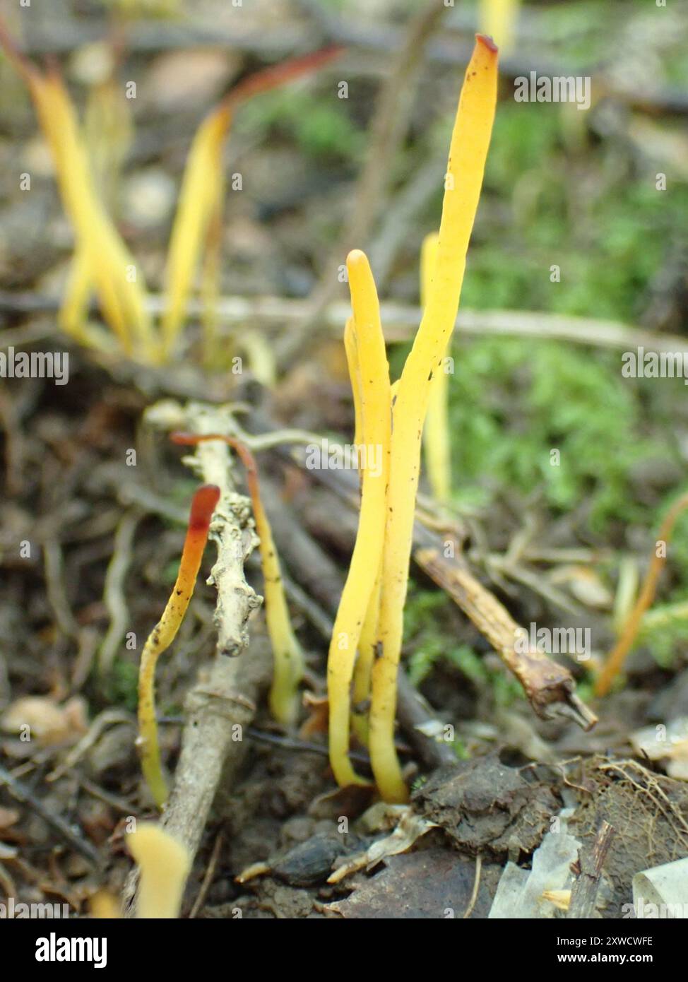 antler and spindle fungi (Clavariaceae) Fungi Stock Photo - Alamy