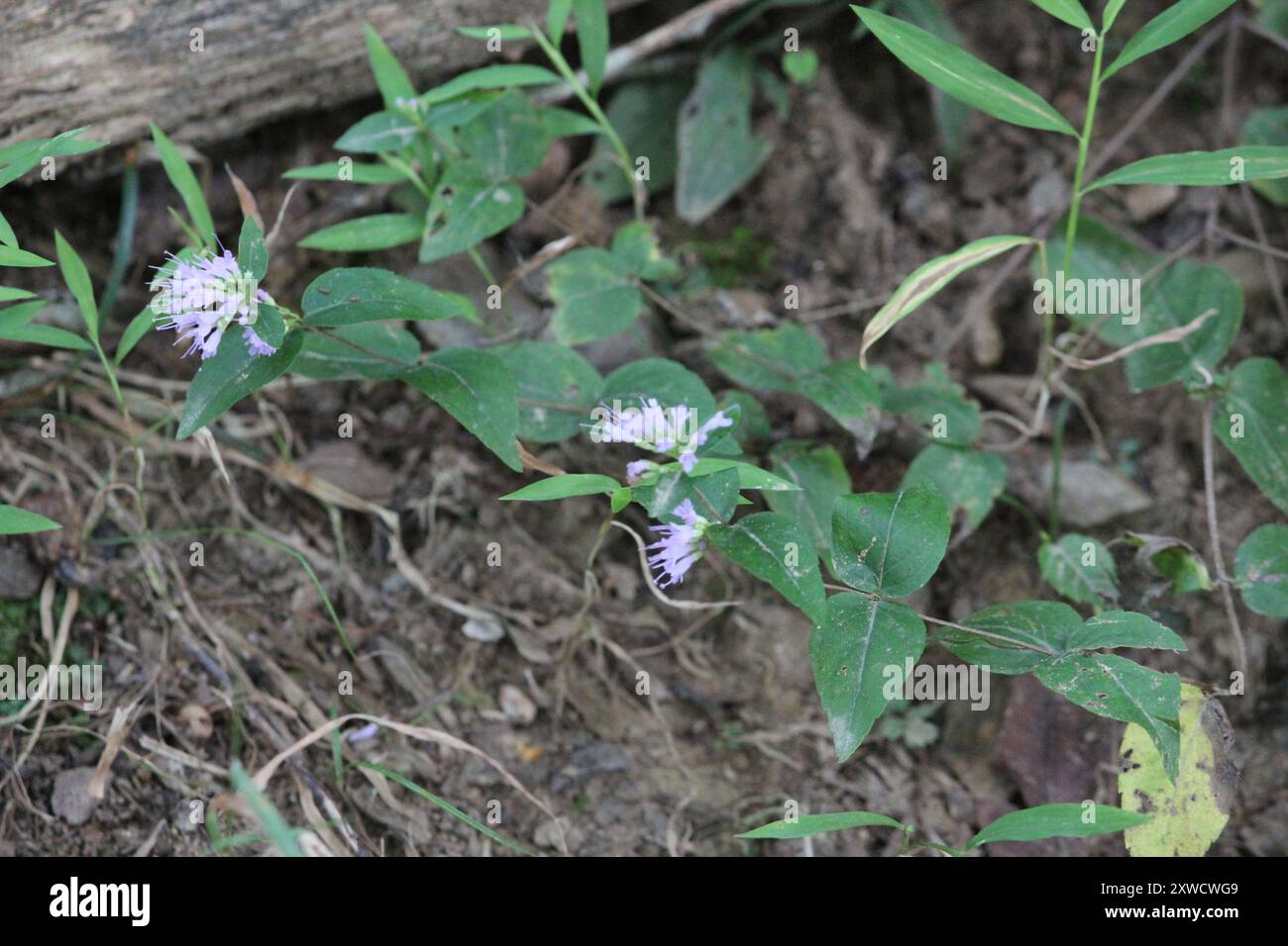 common dittany (Cunila origanoides) Plantae Stock Photo - Alamy