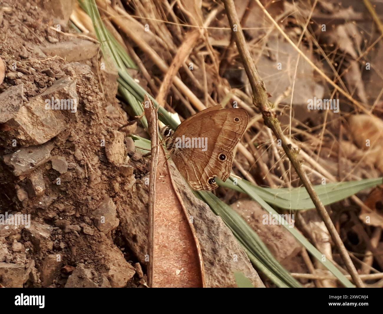 Pompilia hi-res stock photography and images - Alamy