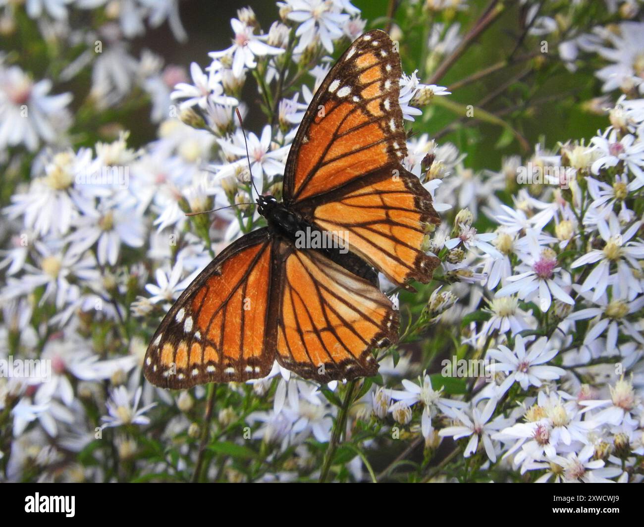 Viceroy (Limenitis archippus) Insecta Stock Photo - Alamy