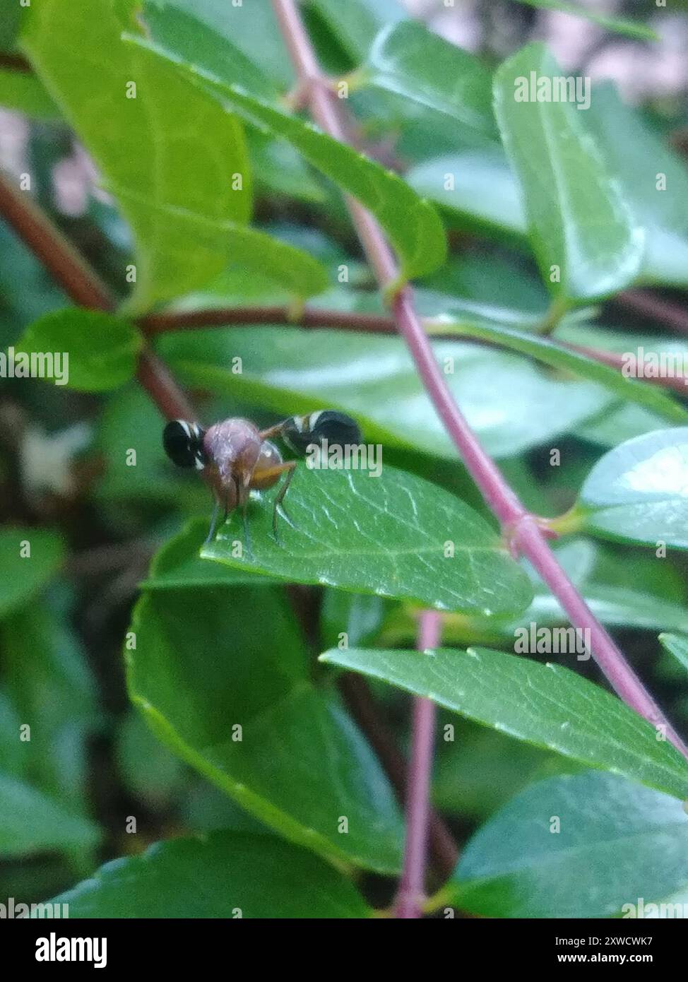 Common Picture-winged Fly (Delphinia picta) Insecta Stock Photo - Alamy