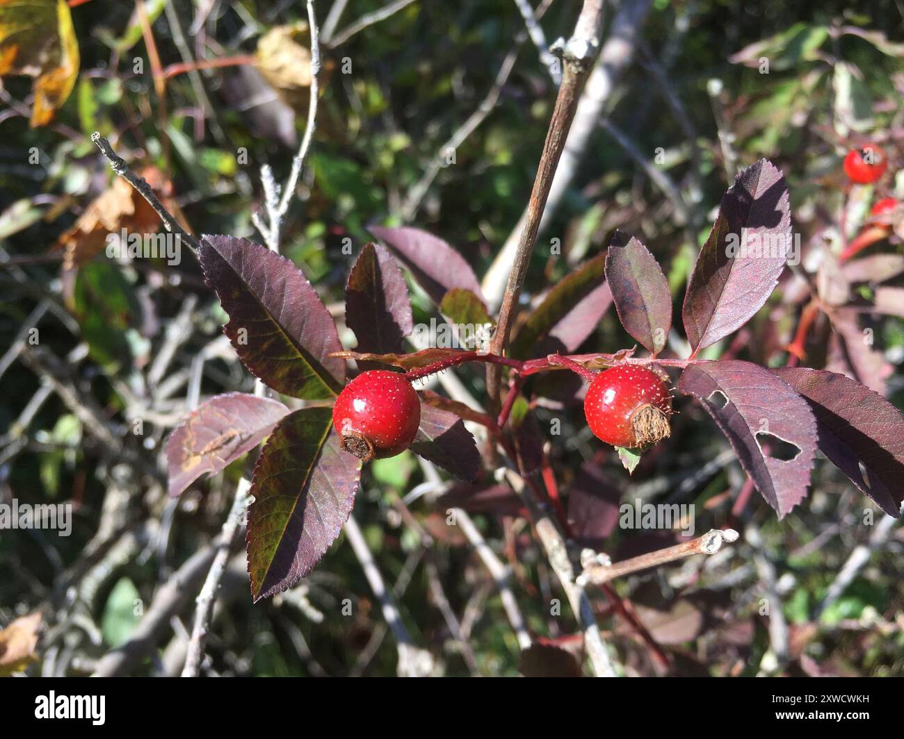 swamp rose (Rosa palustris) Plantae Stock Photo - Alamy