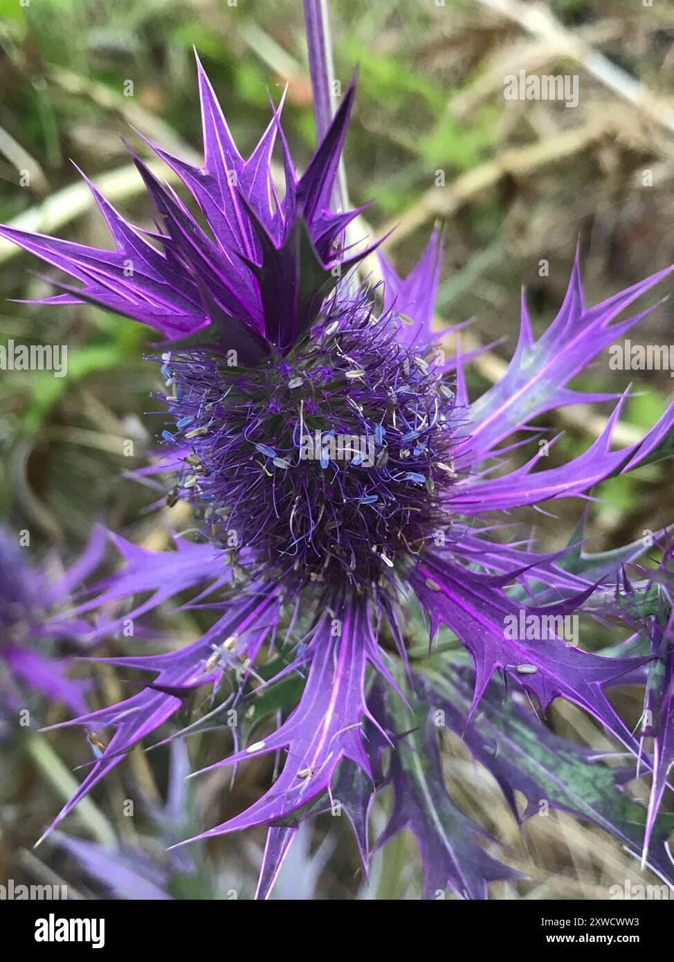 Leavenworth's eryngo (Eryngium leavenworthii) Plantae Stock Photo - Alamy