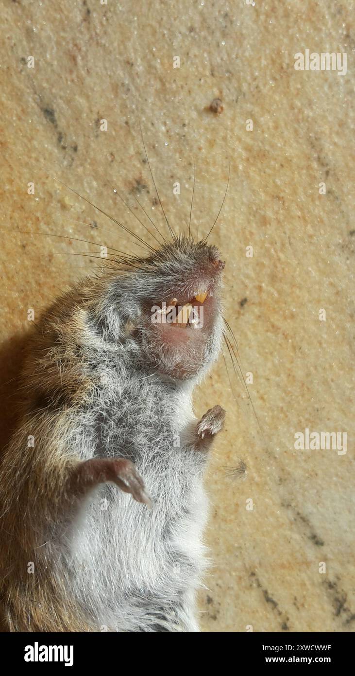 Striped Field Mouse (Apodemus agrarius) Mammalia Stock Photo - Alamy