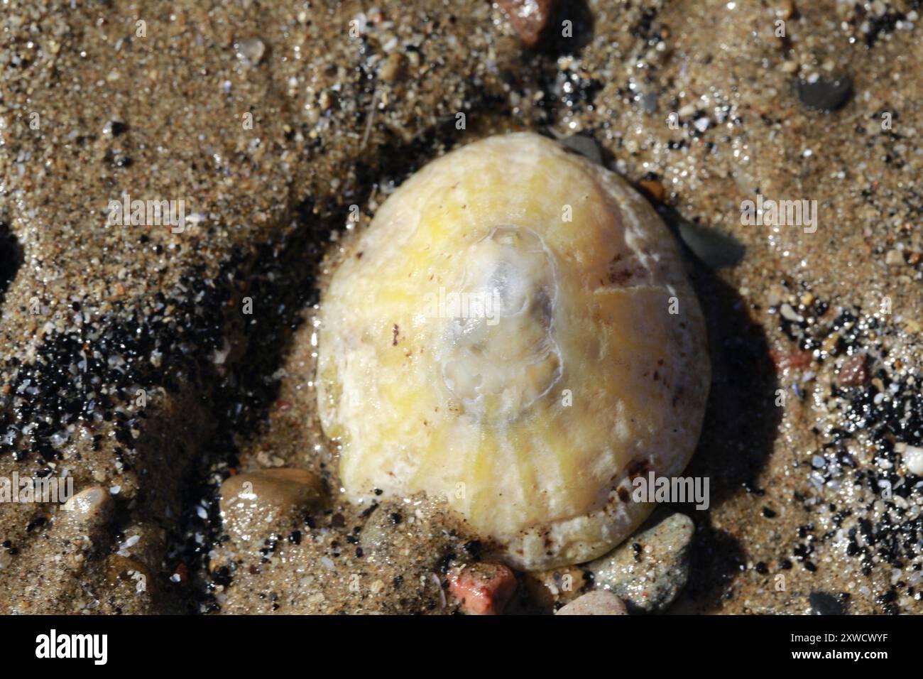 Patella Limpets (Patella) Mollusca Stock Photo - Alamy