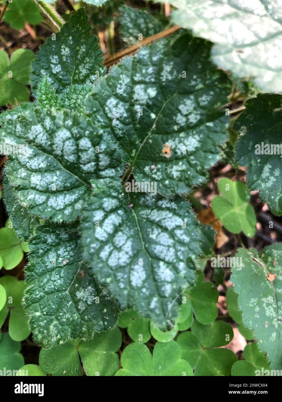 yellow archangel (Lamium galeobdolon) Plantae Stock Photo - Alamy