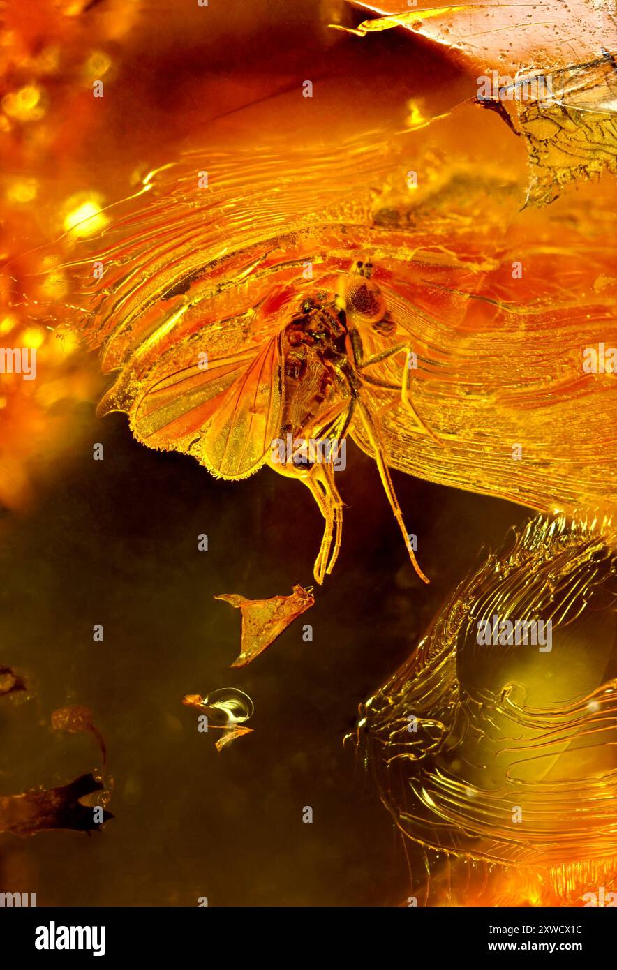 Fossilised fly in amber resin hi-res stock photography and images - Alamy