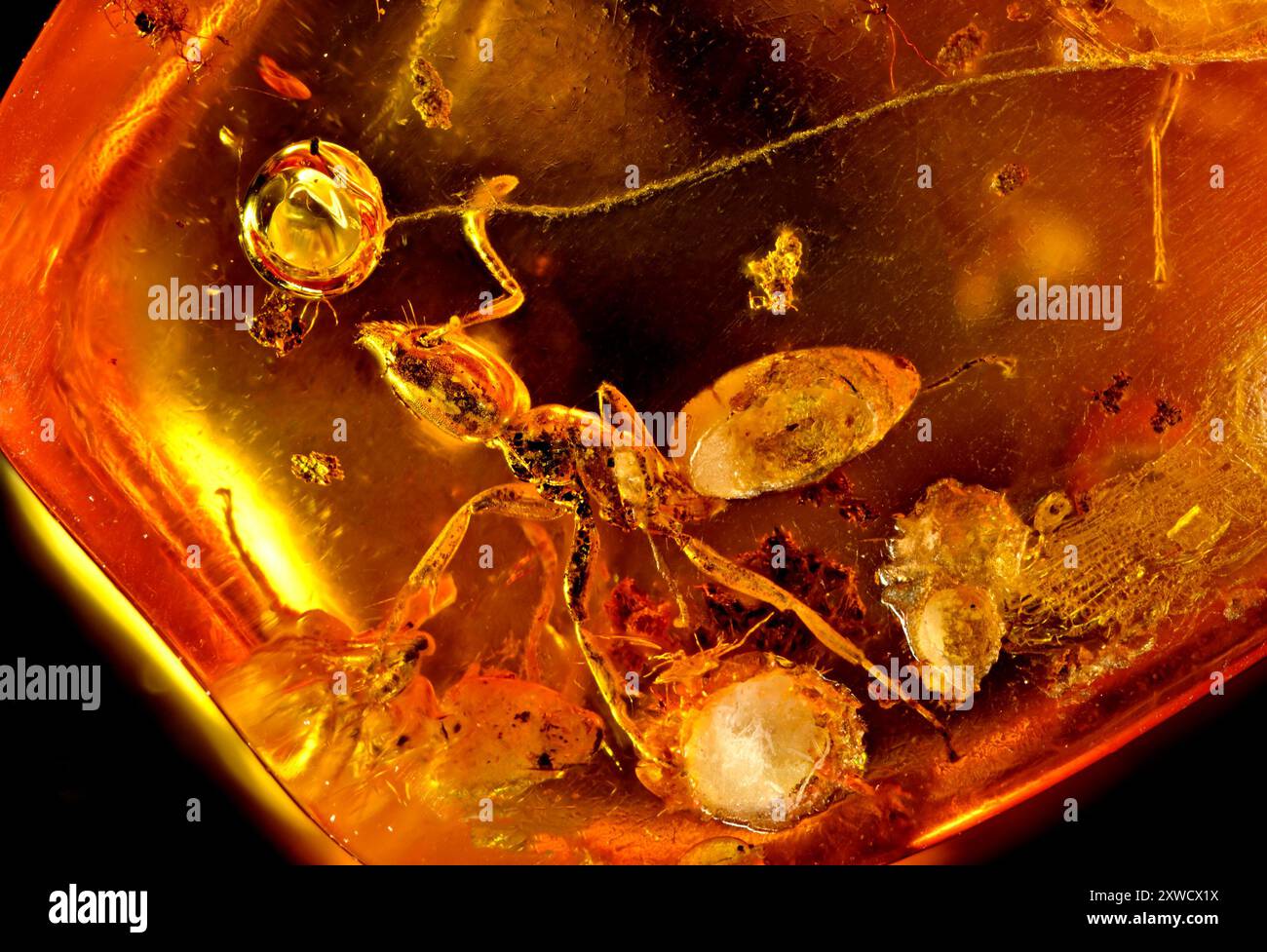 Prehistoric ant in Baltic amber Stock Photo - Alamy