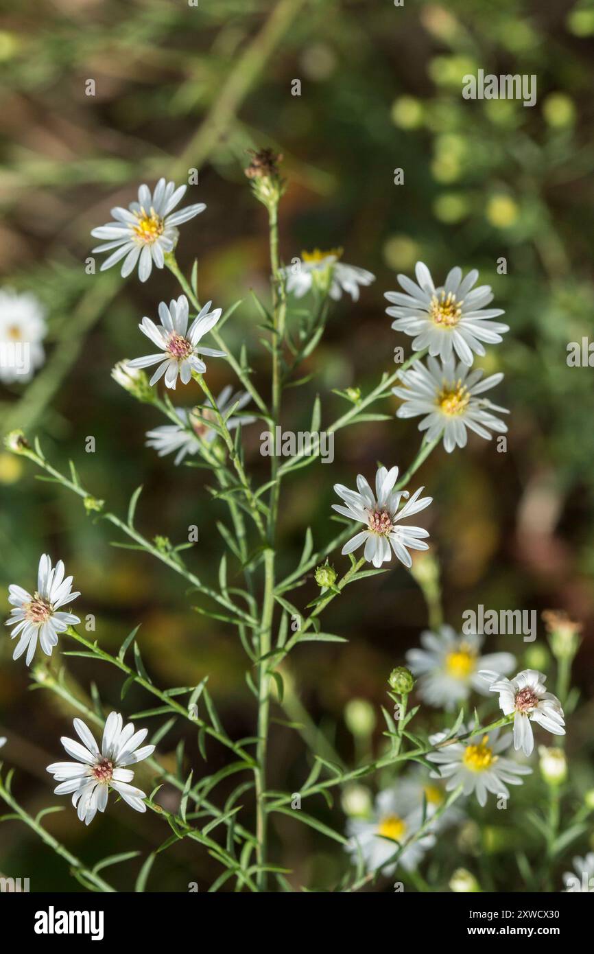 Pringle's Aster (Symphyotrichum pilosum pringlei) Plantae Stock Photo ...
