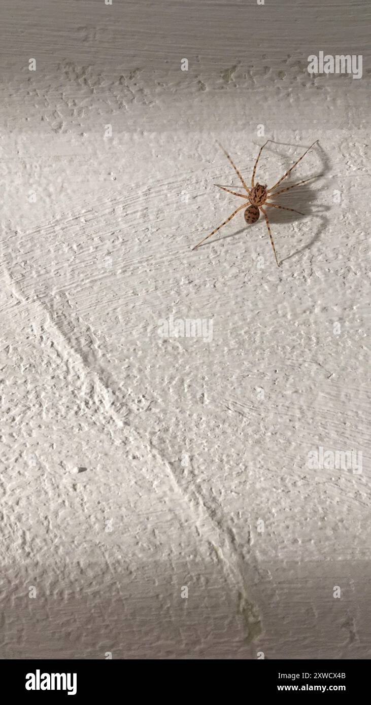 Common Spitting Spider (Scytodes thoracica) Arachnida Stock Photo - Alamy