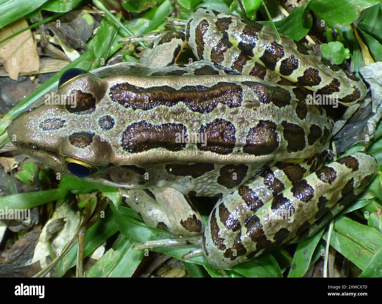 Pickerel Frog (Lithobates palustris) Amphibia Stock Photo - Alamy