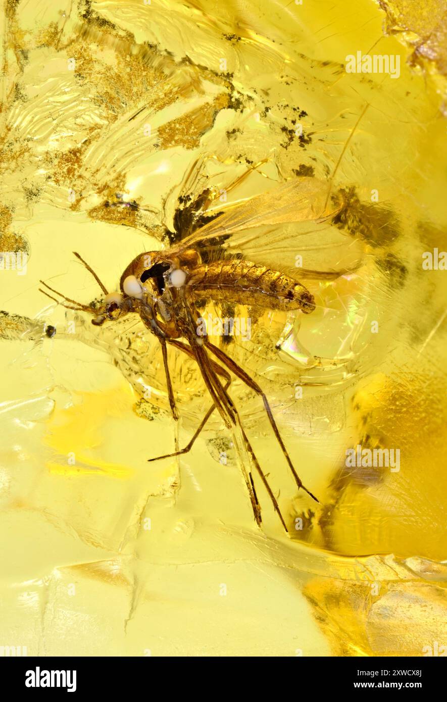 Amber containing insect hi-res stock photography and images - Alamy
