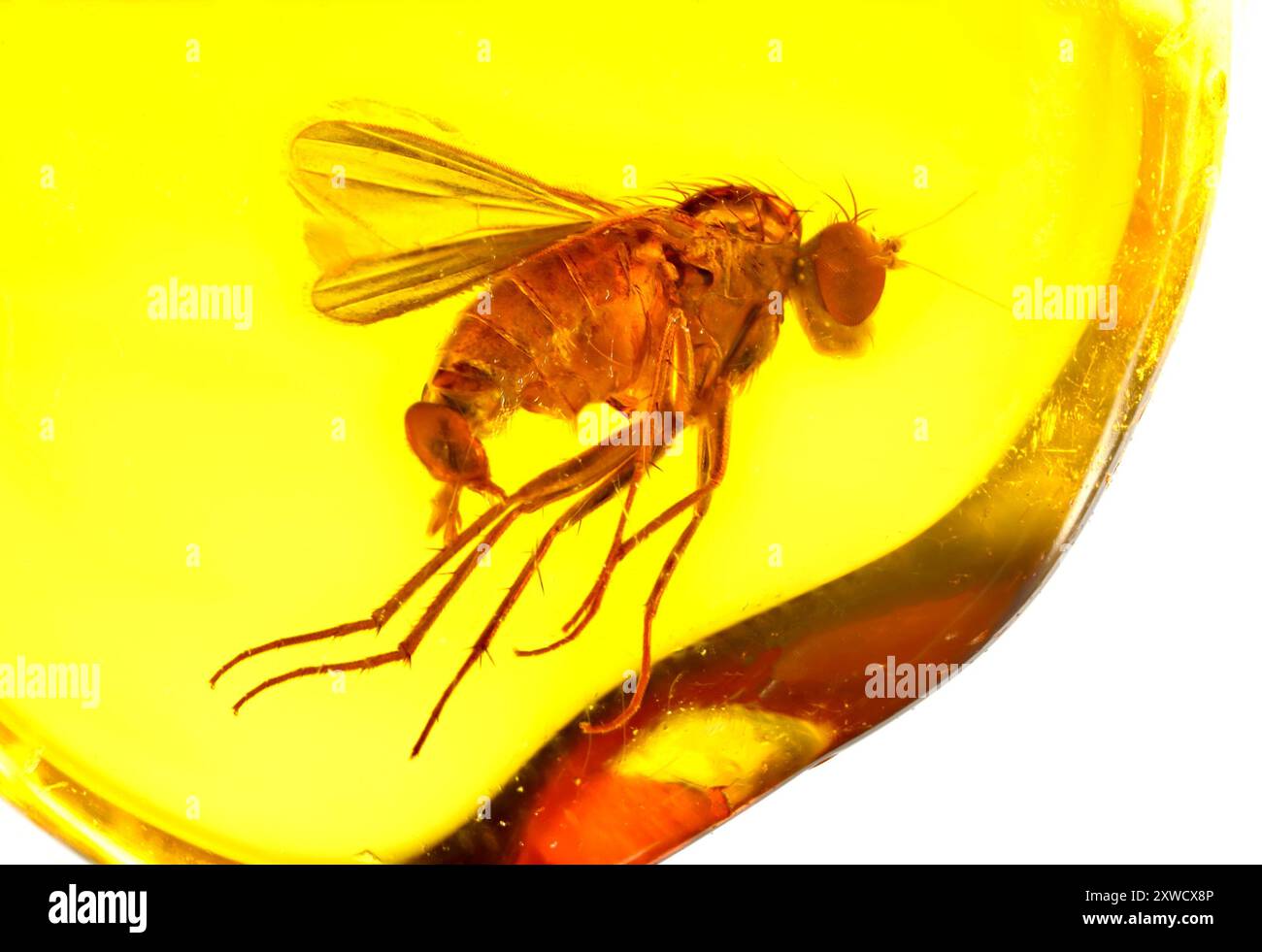 Prehistoric fly in Baltic amber Stock Photo - Alamy