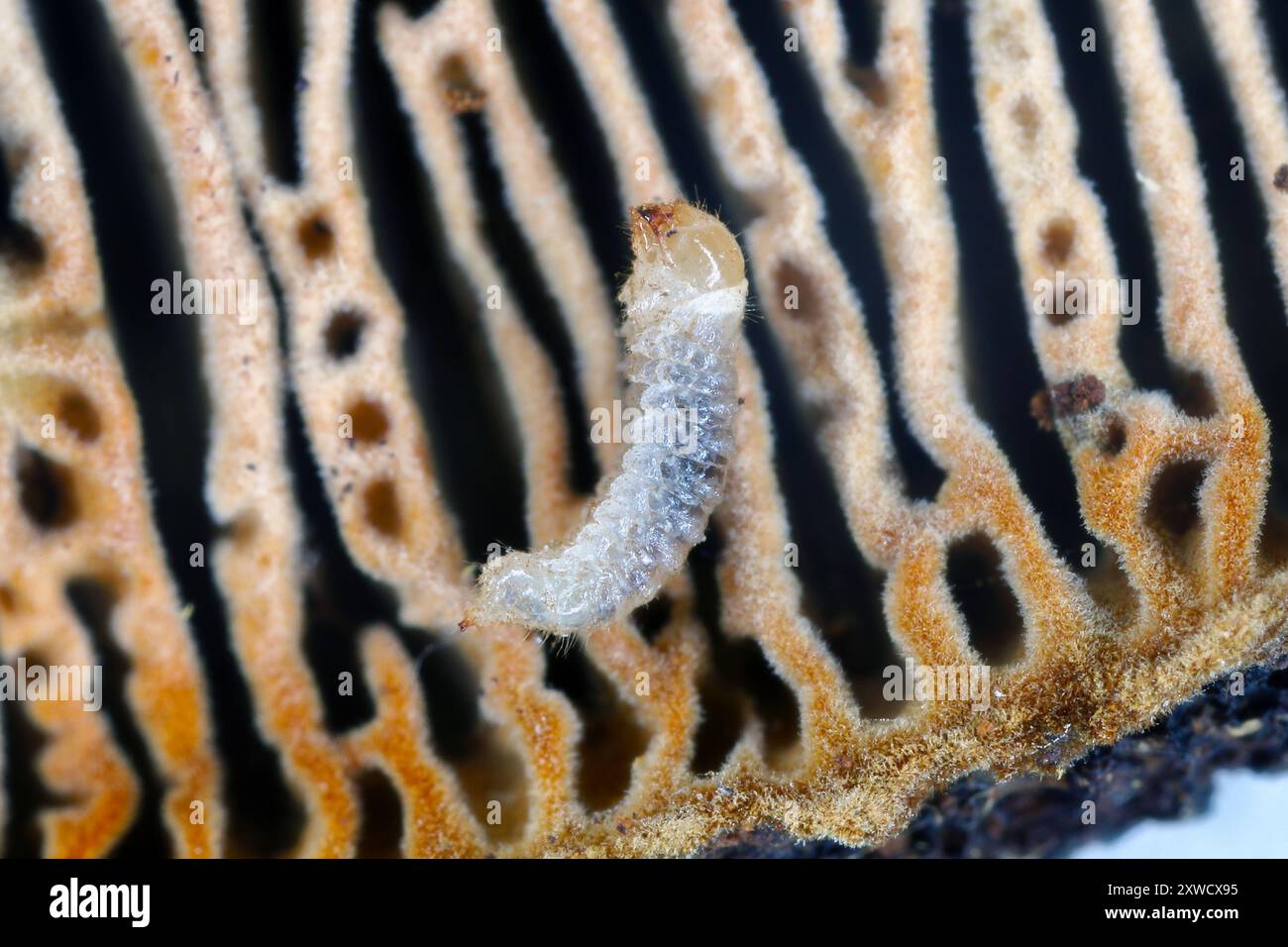 Larva of Beetle Curtimorda maculosa on hymenophore of the fungus rusty ...