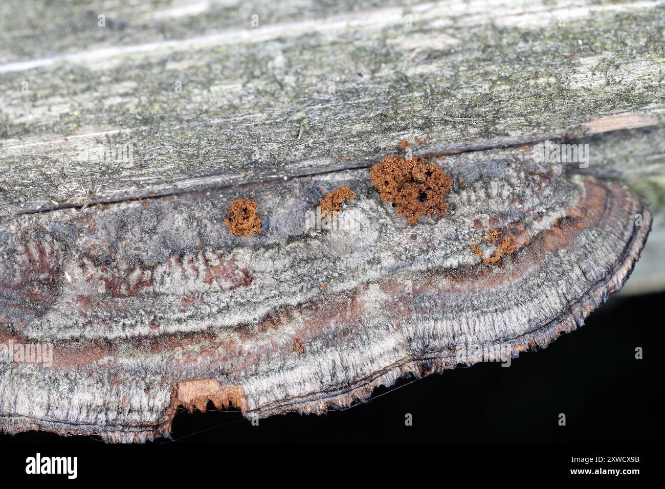 Fungus rusty gilled polypore (Gloeophyllum sepiarium) colonized by ...