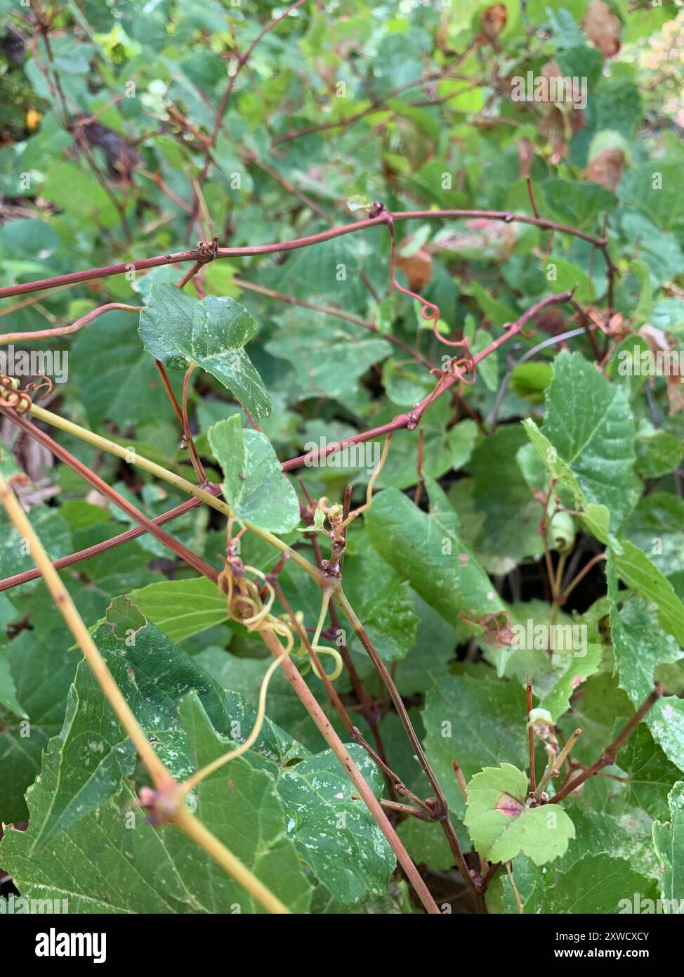 canyon wild grape (Vitis arizonica) Plantae Stock Photo - Alamy