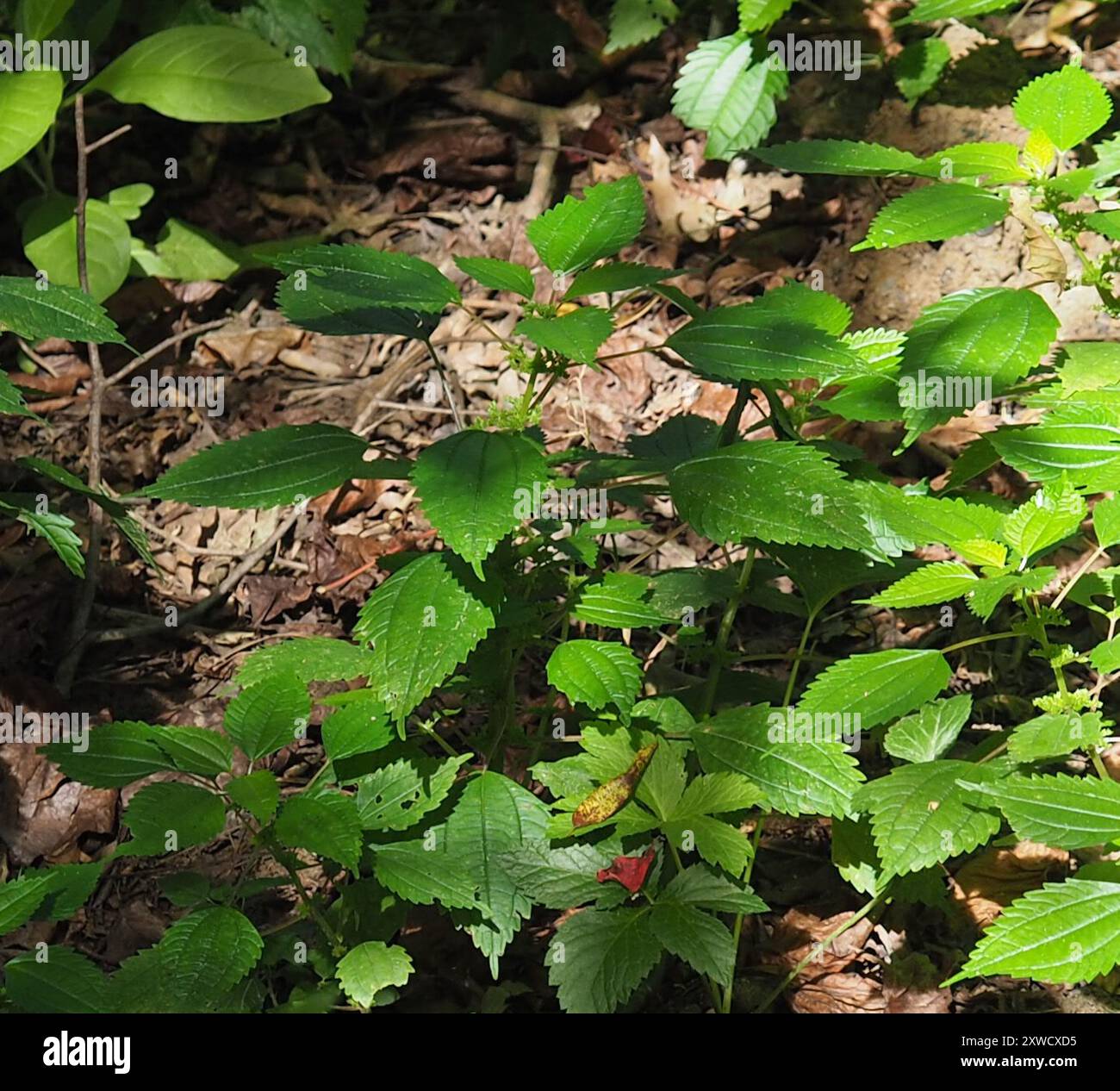nettle family (Urticaceae) Plantae Stock Photo - Alamy