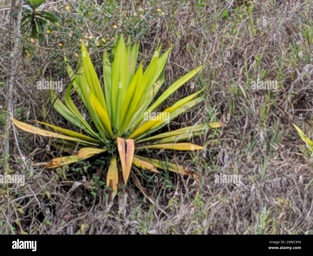 Mauritius hemp (Furcraea foetida) Plantae Stock Photo - Alamy
