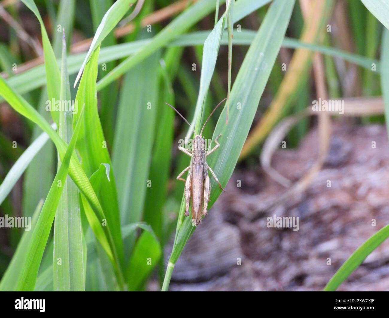 Locomotive Grasshopper (Chorthippus apricarius) Insecta Stock Photo - Alamy