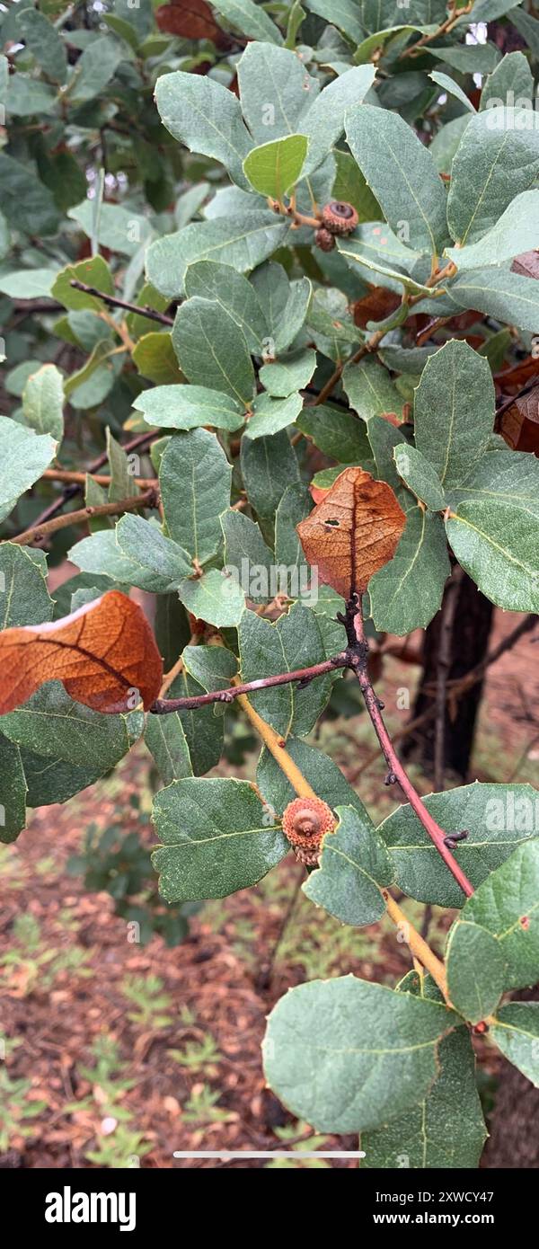 Arizona white oak (Quercus arizonica) Plantae Stock Photo - Alamy