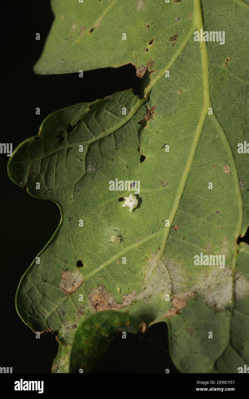 Sputnik Spider (Paidiscura pallens) Arachnida Stock Photo - Alamy