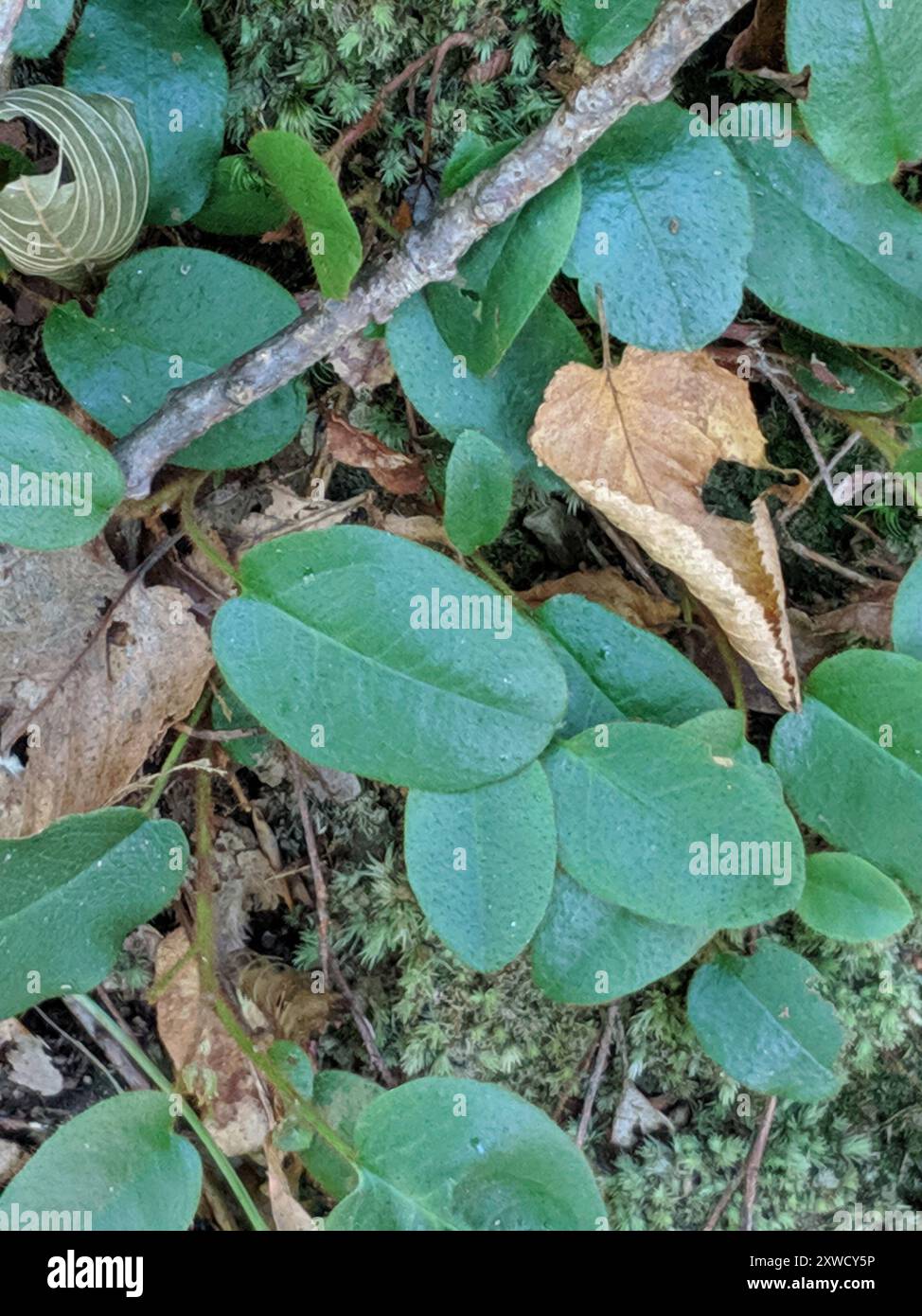 trailing arbutus (Epigaea repens) Plantae Stock Photo - Alamy